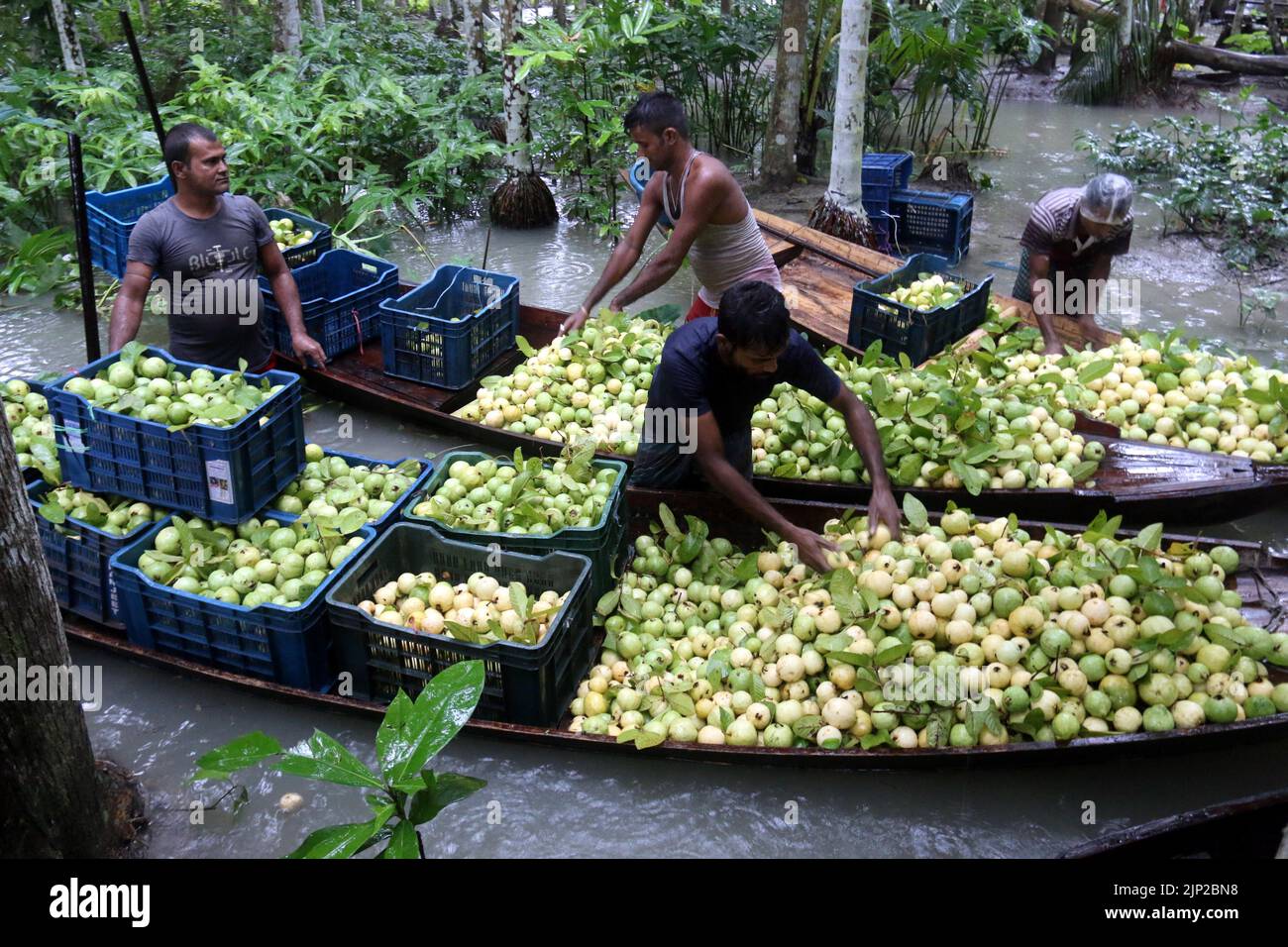 Bangladesh floating guava market hi-res stock photography and images ...
