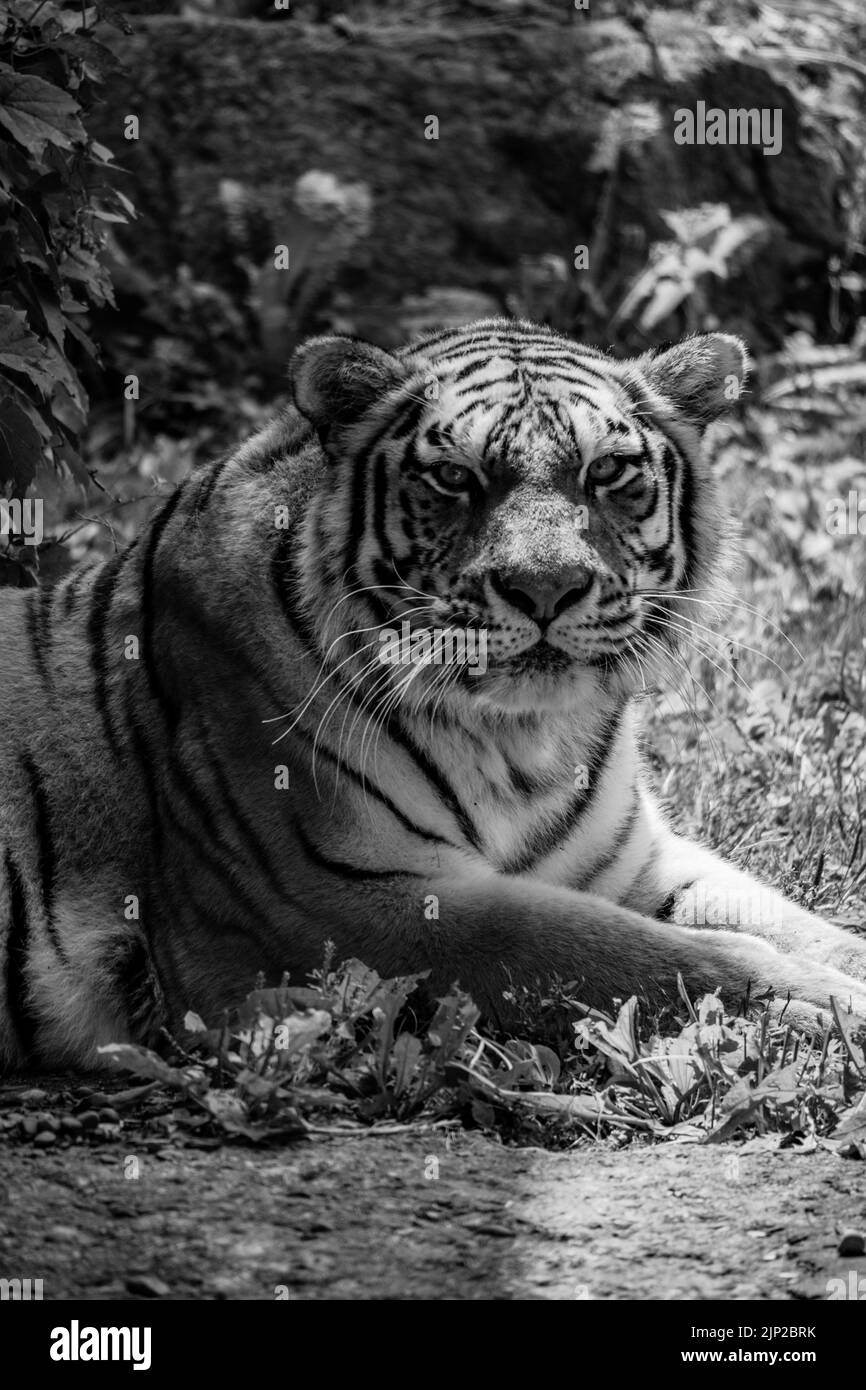 Tiger resting under tree hi-res stock photography and images - Alamy
