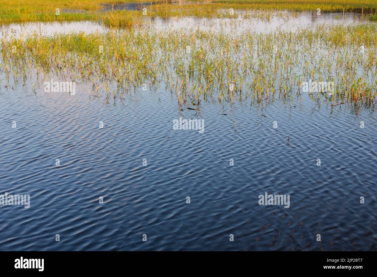 A rice field overflowed by water in Taiwan Stock Photo - Alamy