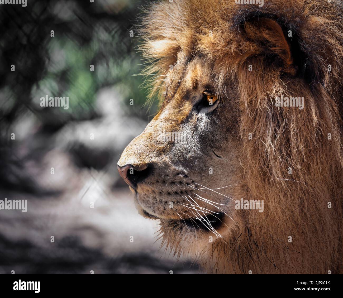 A lion, standing in the sun, stares in to the distance at the San Diego ...