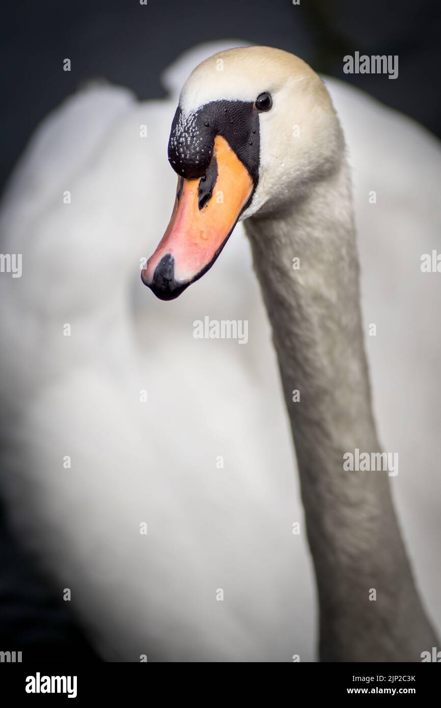A white elegant swan face Stock Photo - Alamy