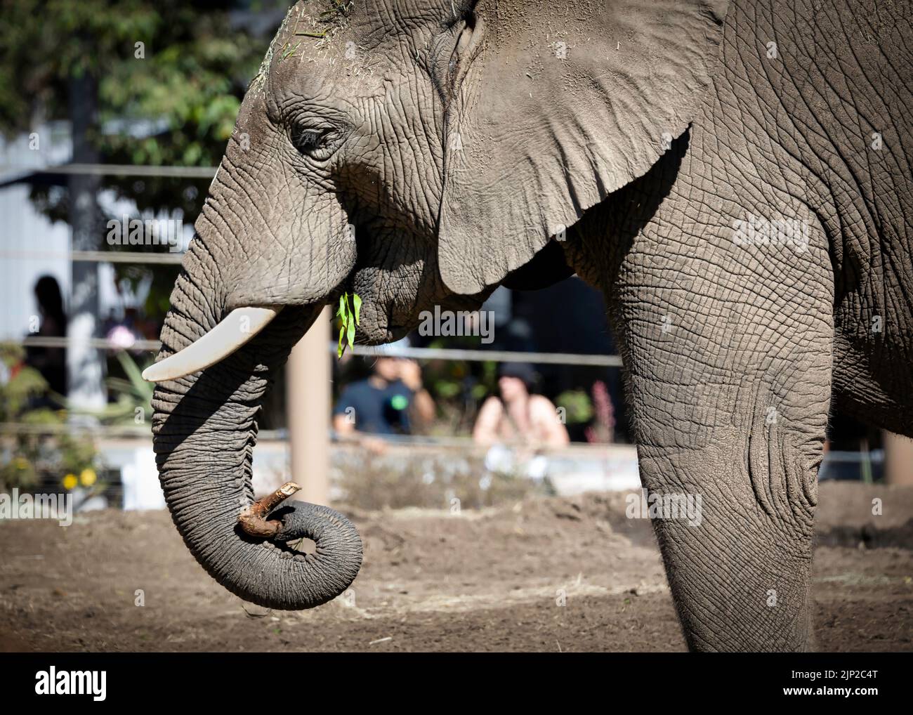 The side view of an elephant at the San Diego Zoo in San Diego ...