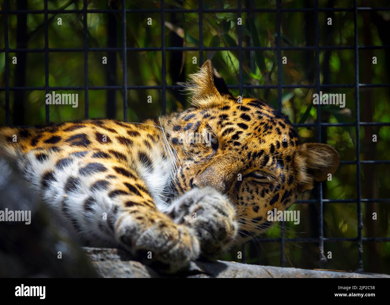 A leopard opens its eyes and wakes for a moment at the San Diego Zoo ...