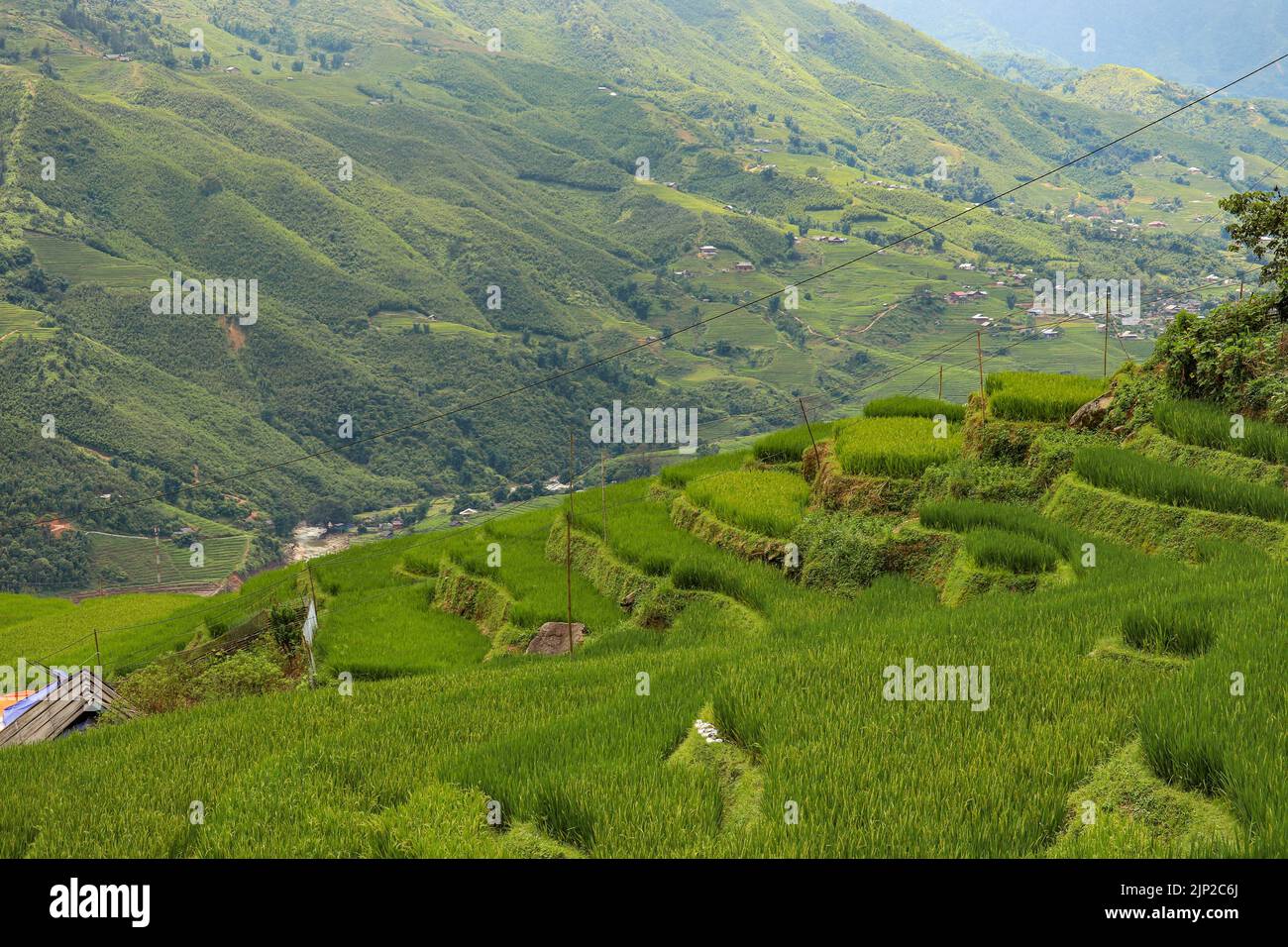 A beautiful landscape of rice fields on a slope of the hill Stock Photo ...