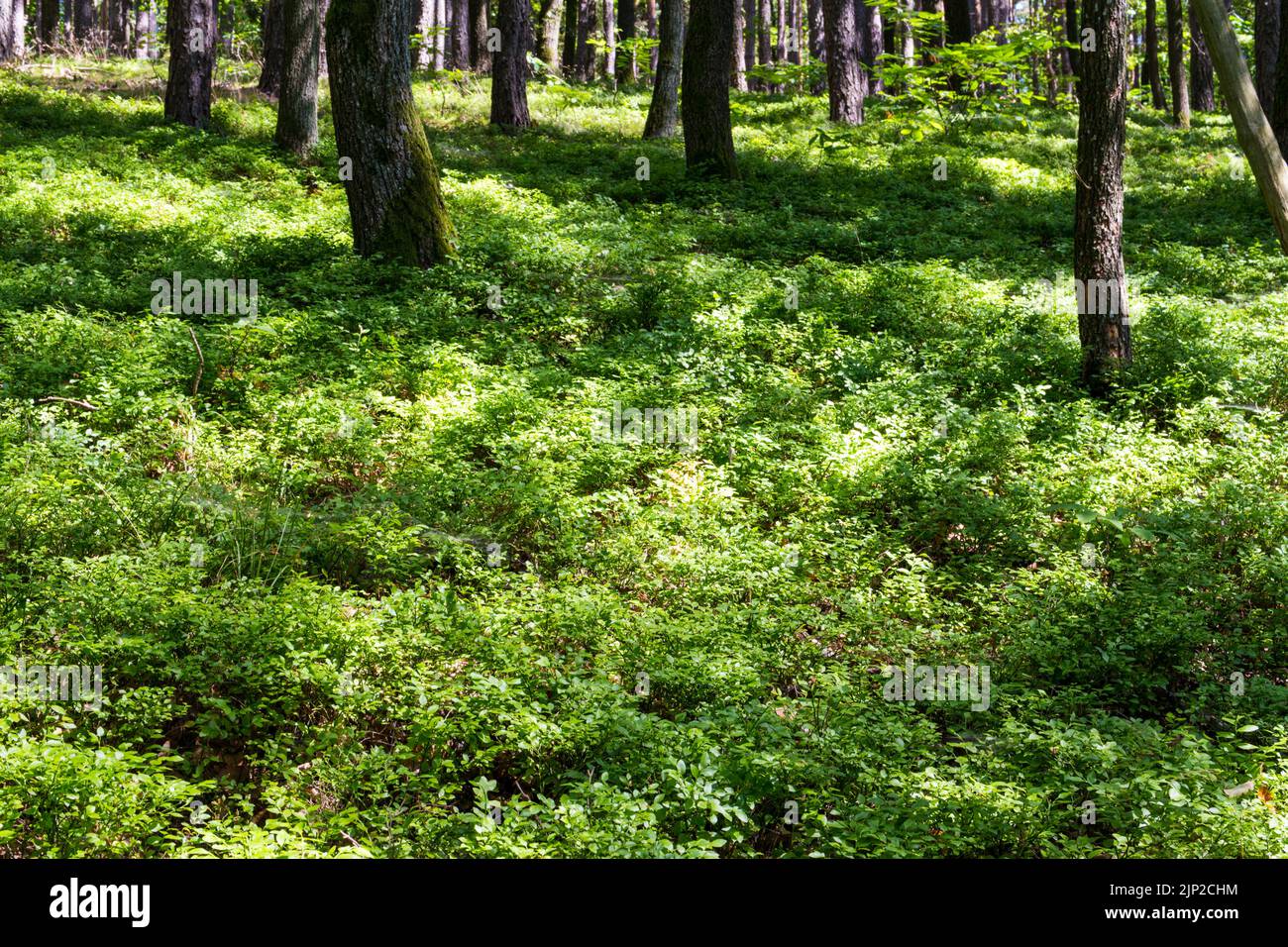 European blueberry (Vaccinium myrtillus) shrubs on forest floor in ...