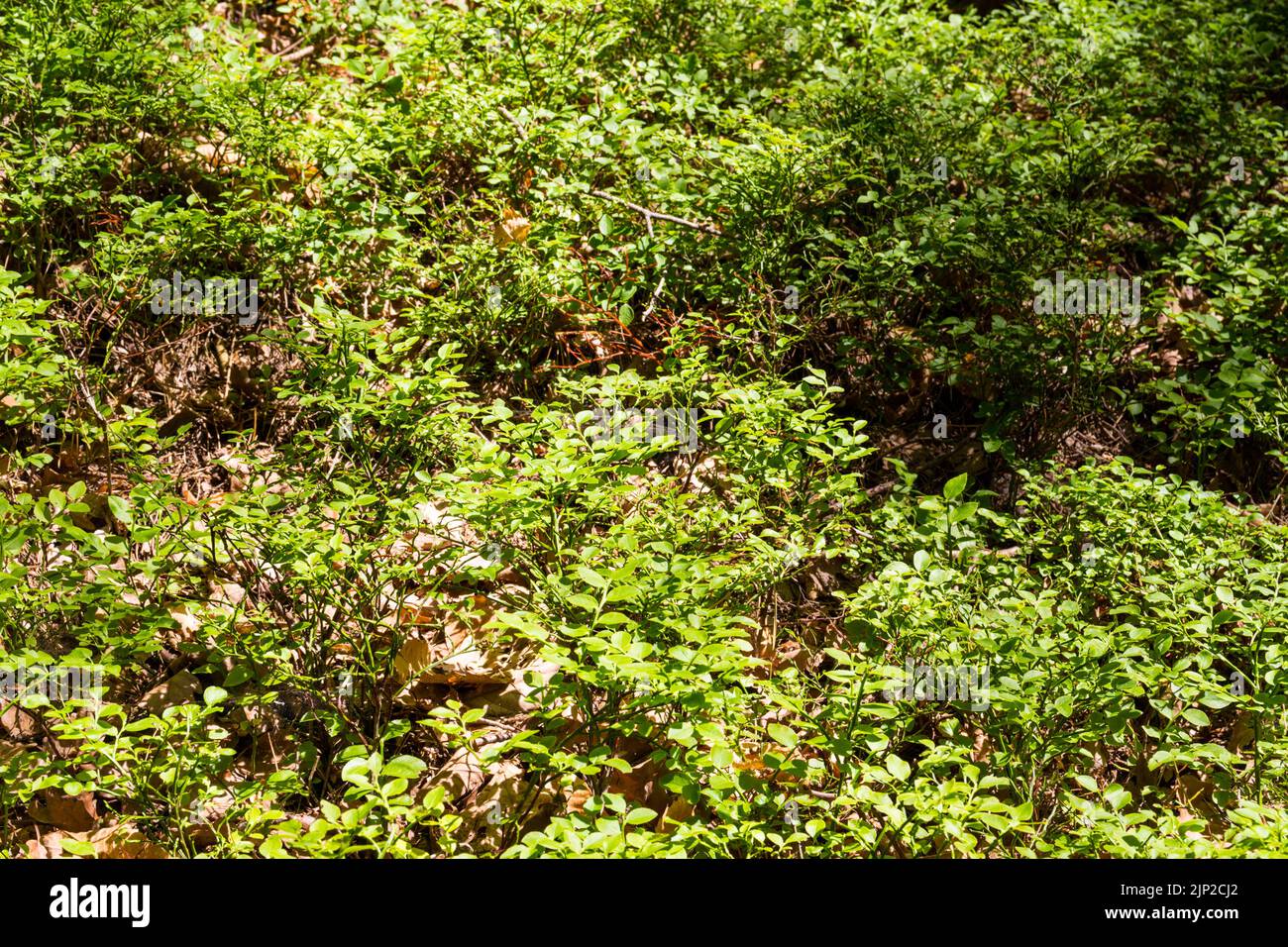 European blueberry (Vaccinium myrtillus) shrubs on forest floor in ...