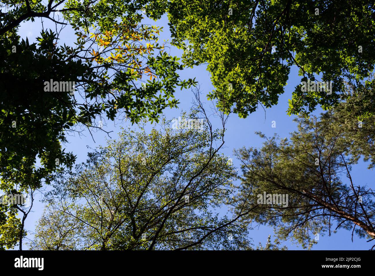 Pine species hi-res stock photography and images - Alamy