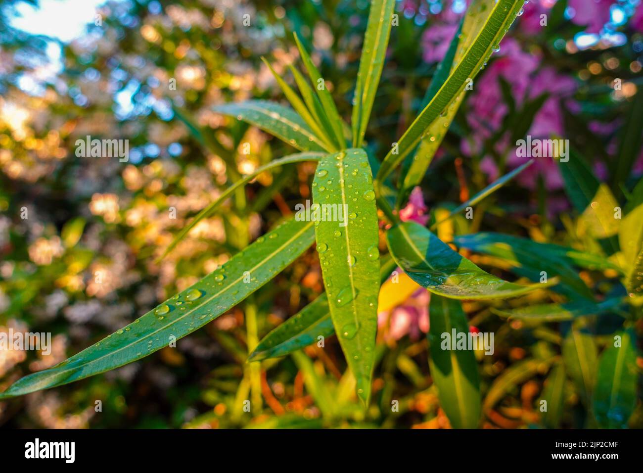 Raindrops on green oleander leaves hi-res stock photography and images ...