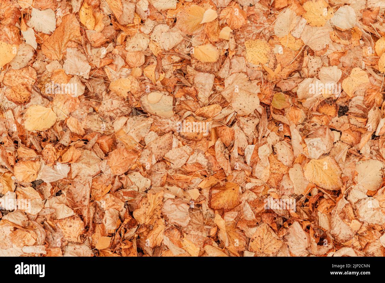 Foliage texture hi-res stock photography and images - Alamy