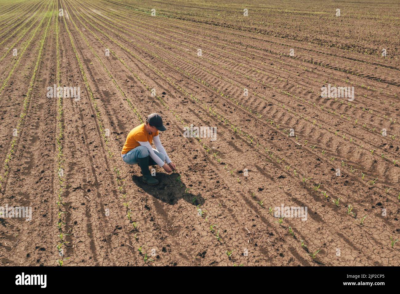 Aerial view of female farmer checking up on corn seedling crop ...