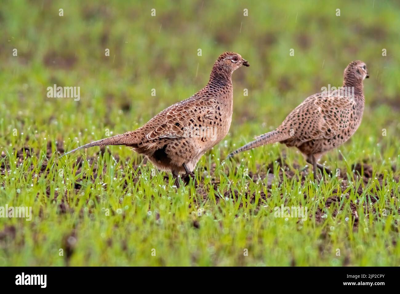common pheasant, pheasants Stock Photo - Alamy
