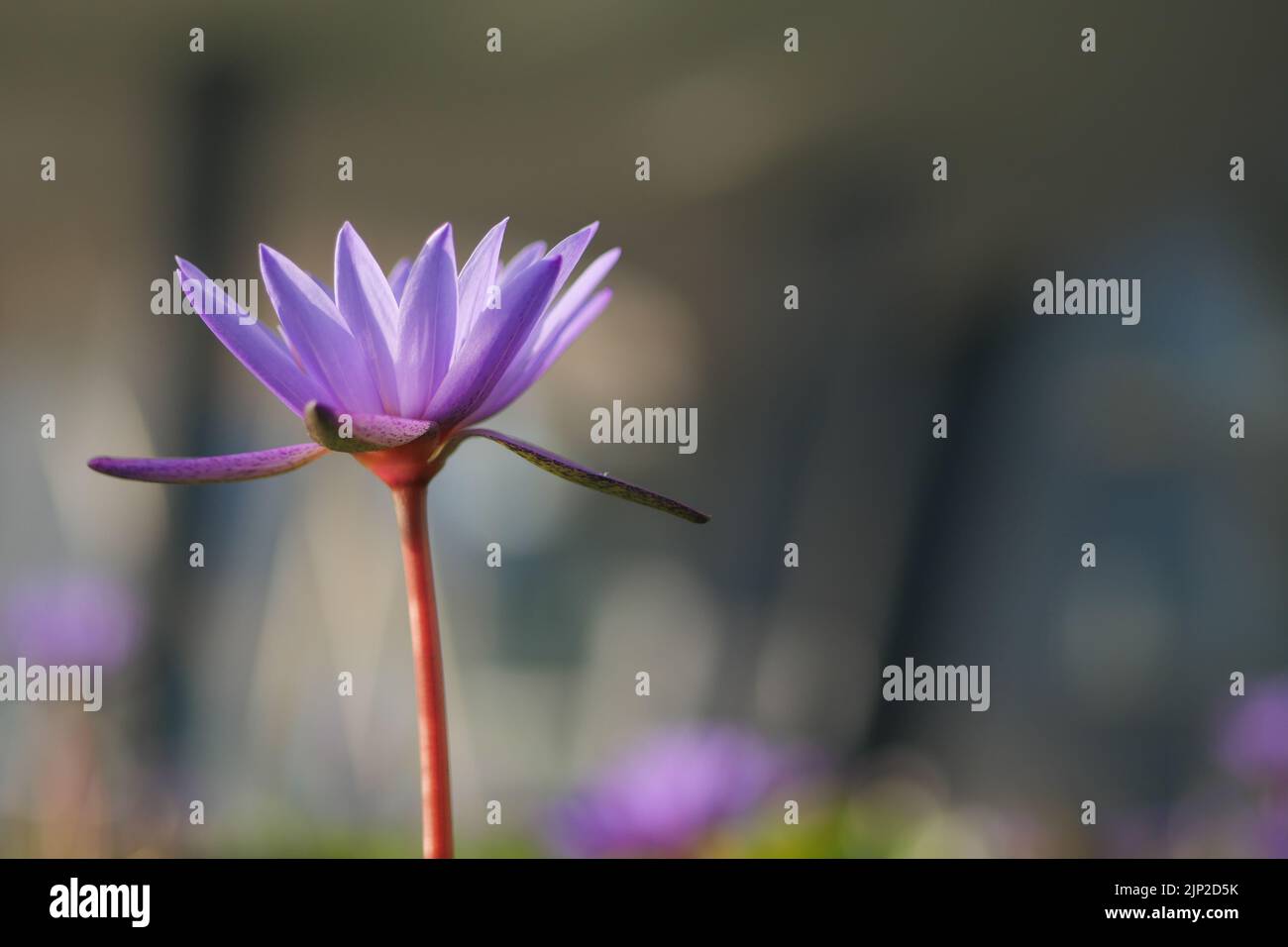 purple color water lily or lotus flower Stock Photo - Alamy