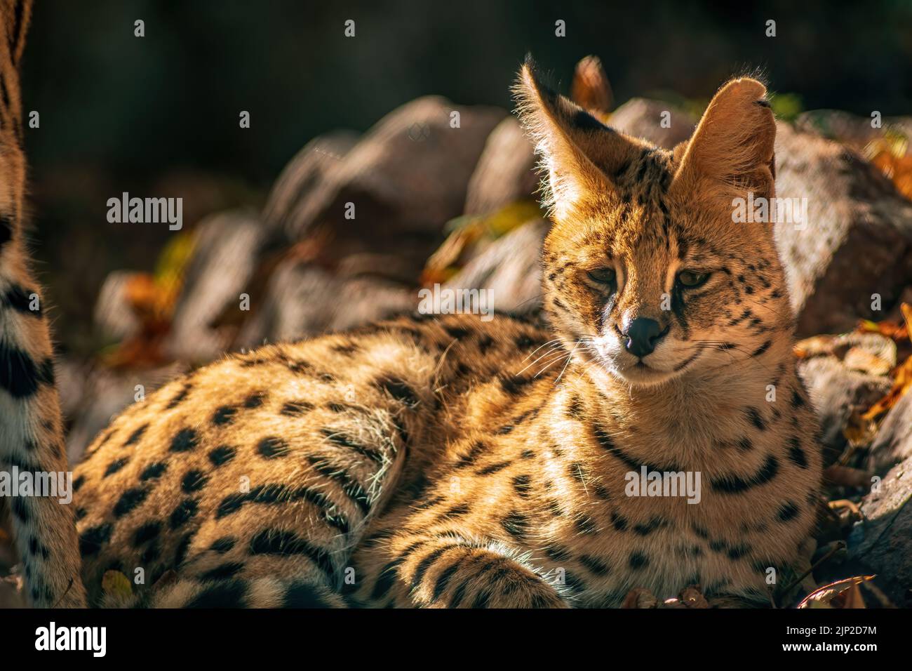 serval, leptailurus serval, servals Stock Photo - Alamy