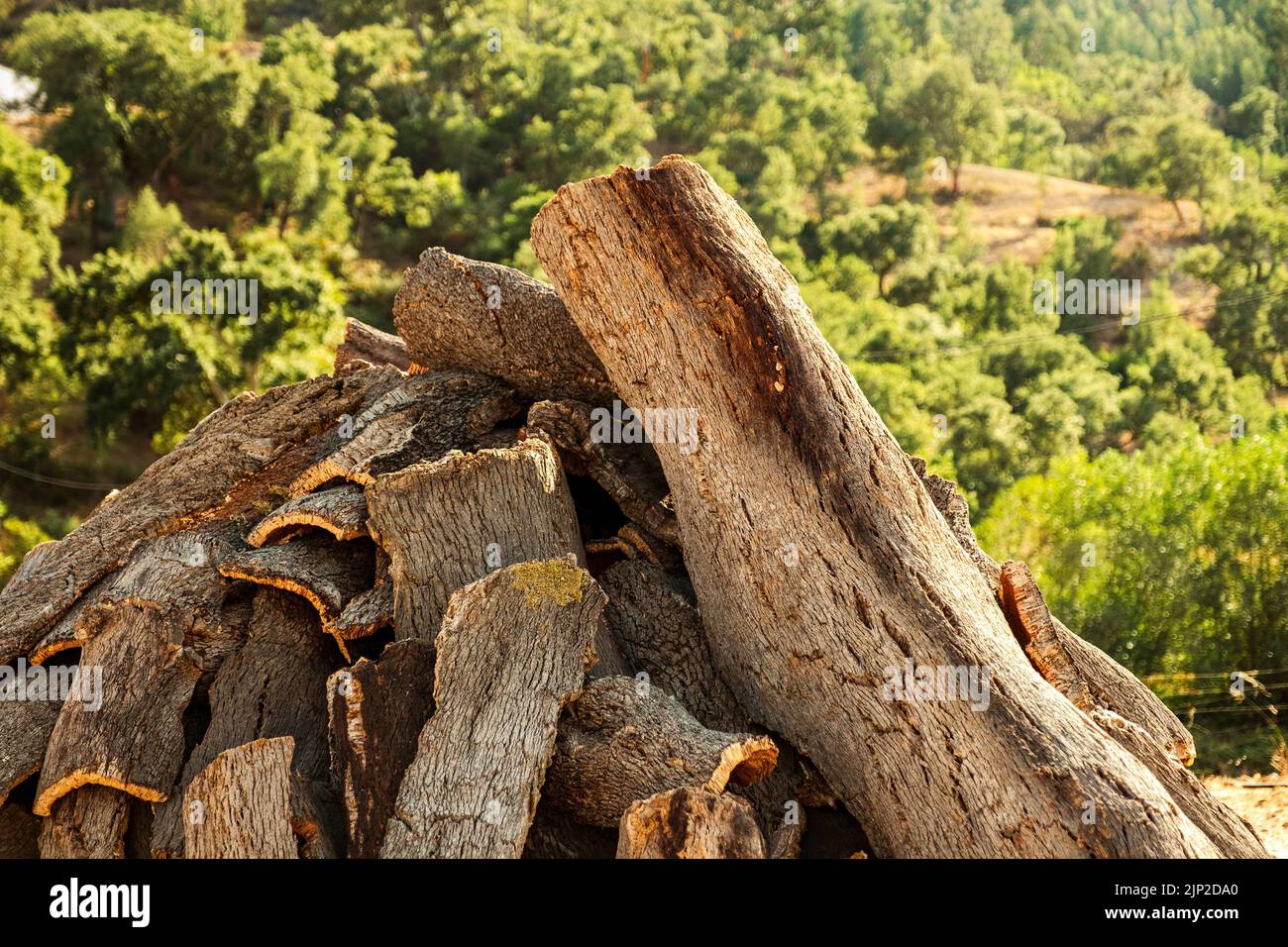 A pile of fire wood in the forest Stock Photo - Alamy