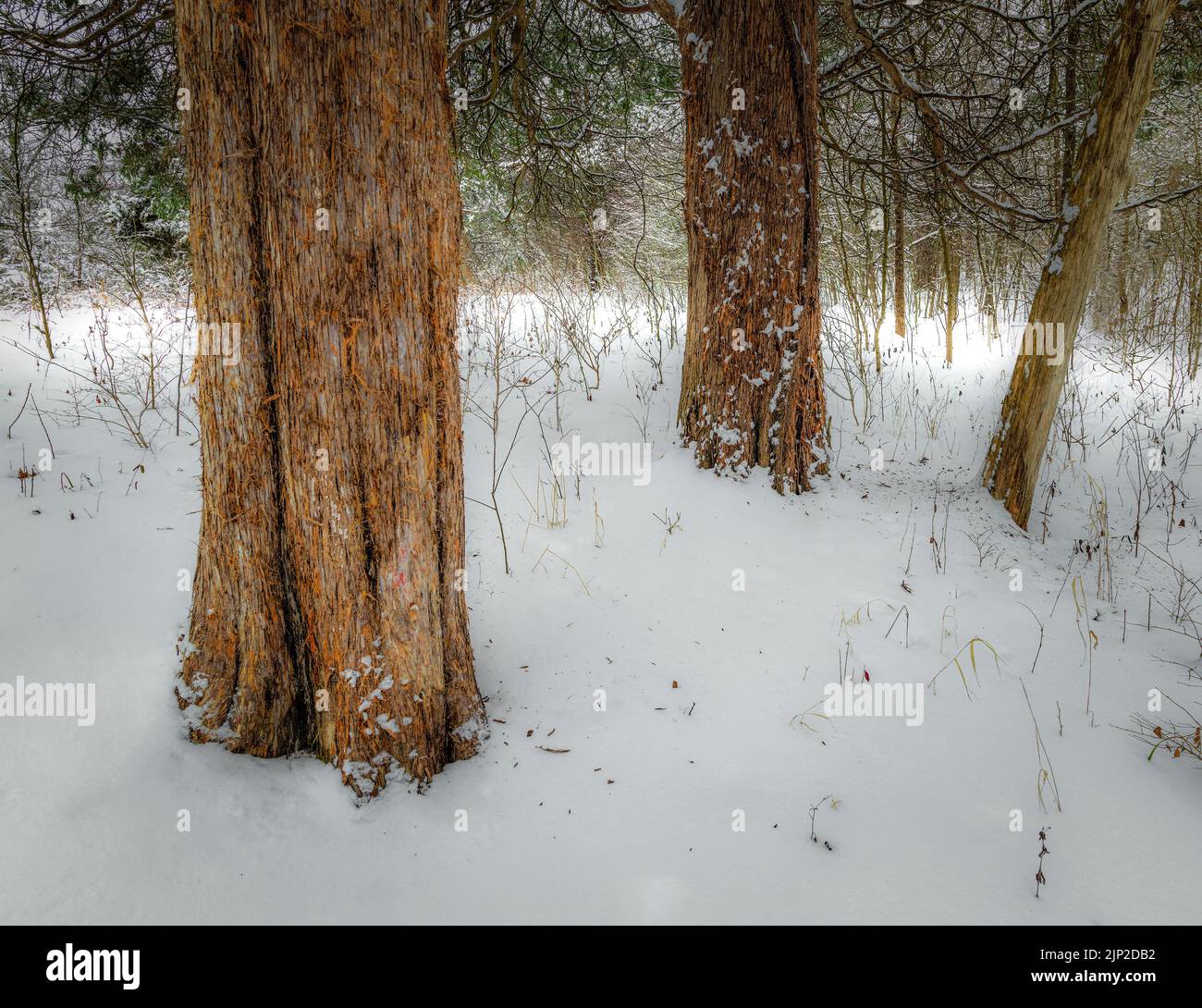 A snowy forest with brown tree trunks Stock Photo - Alamy