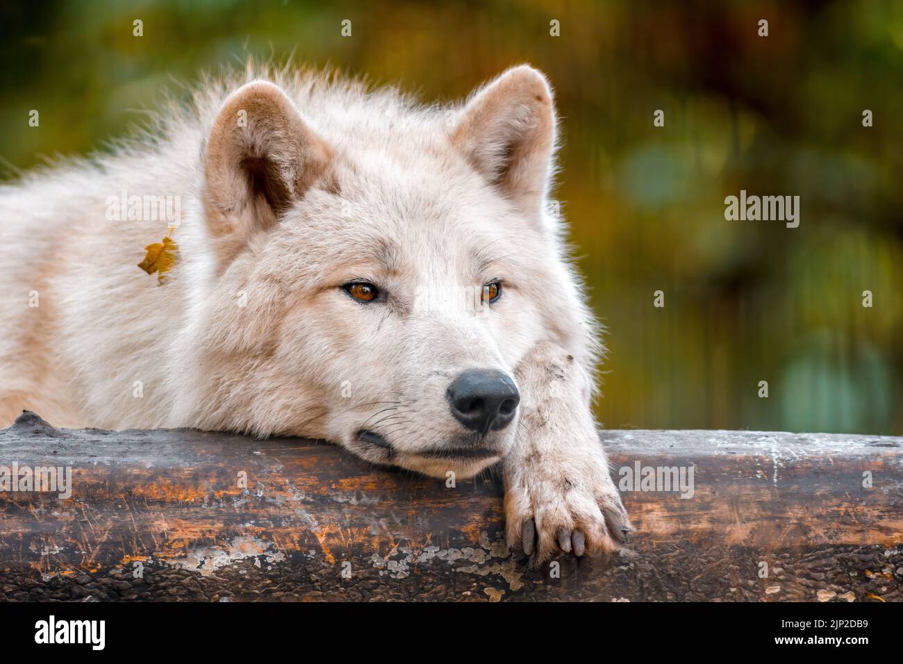 polar wolf, polar wolfs Stock Photo - Alamy