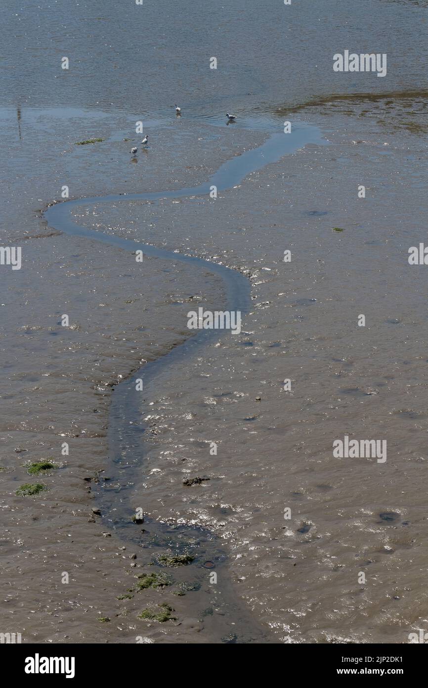 A vertical shot of a narrow and slow water flow with small birds in the ...