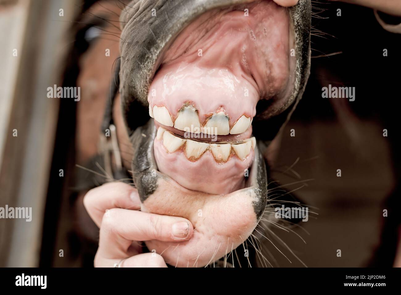 A baby horse's loose decaying milk teeth Stock Photo - Alamy