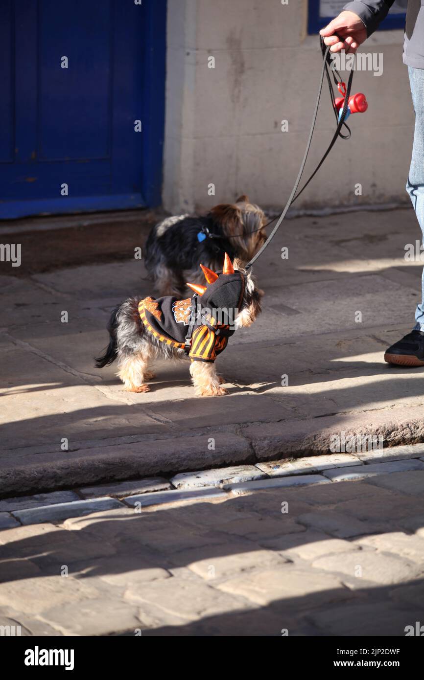 Whitby goth dog hi-res stock photography and images - Alamy