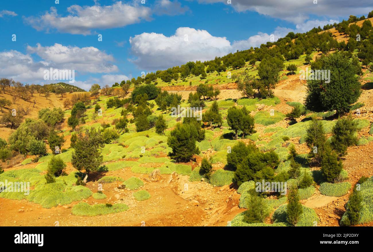 Beautiful landscape with conifer cedar trees, green moss on red dry ...