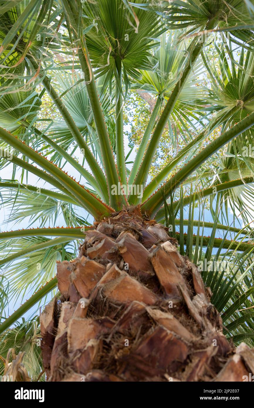 Palm tree shot from the bottom up Stock Photo - Alamy
