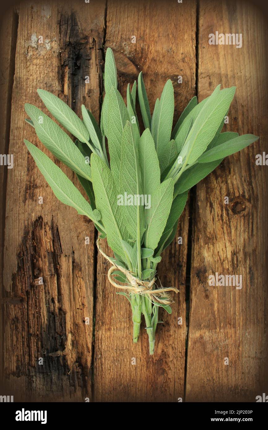 Wood sages hi-res stock photography and images - Alamy