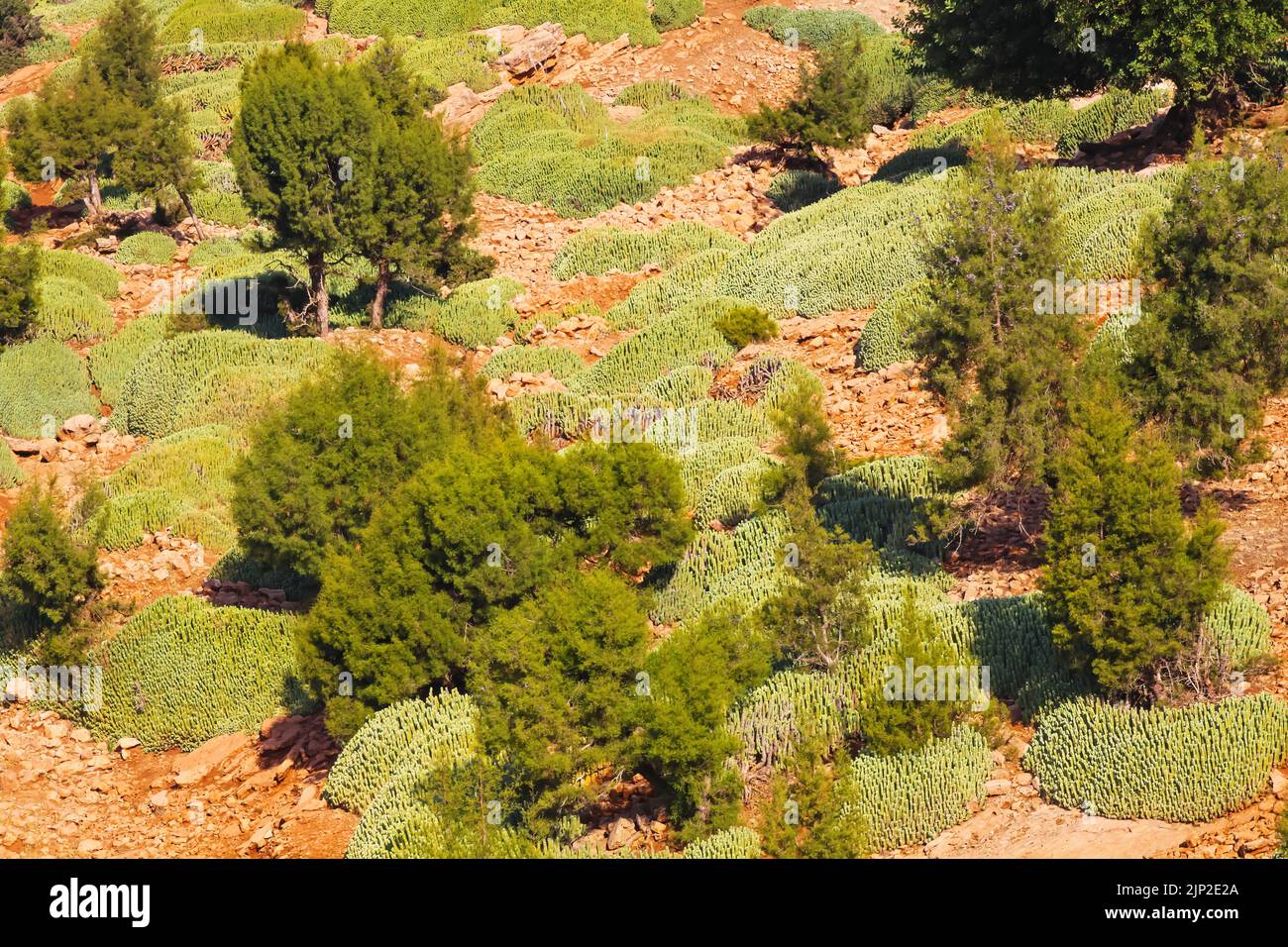 Cedars mountain morocco hi-res stock photography and images - Alamy