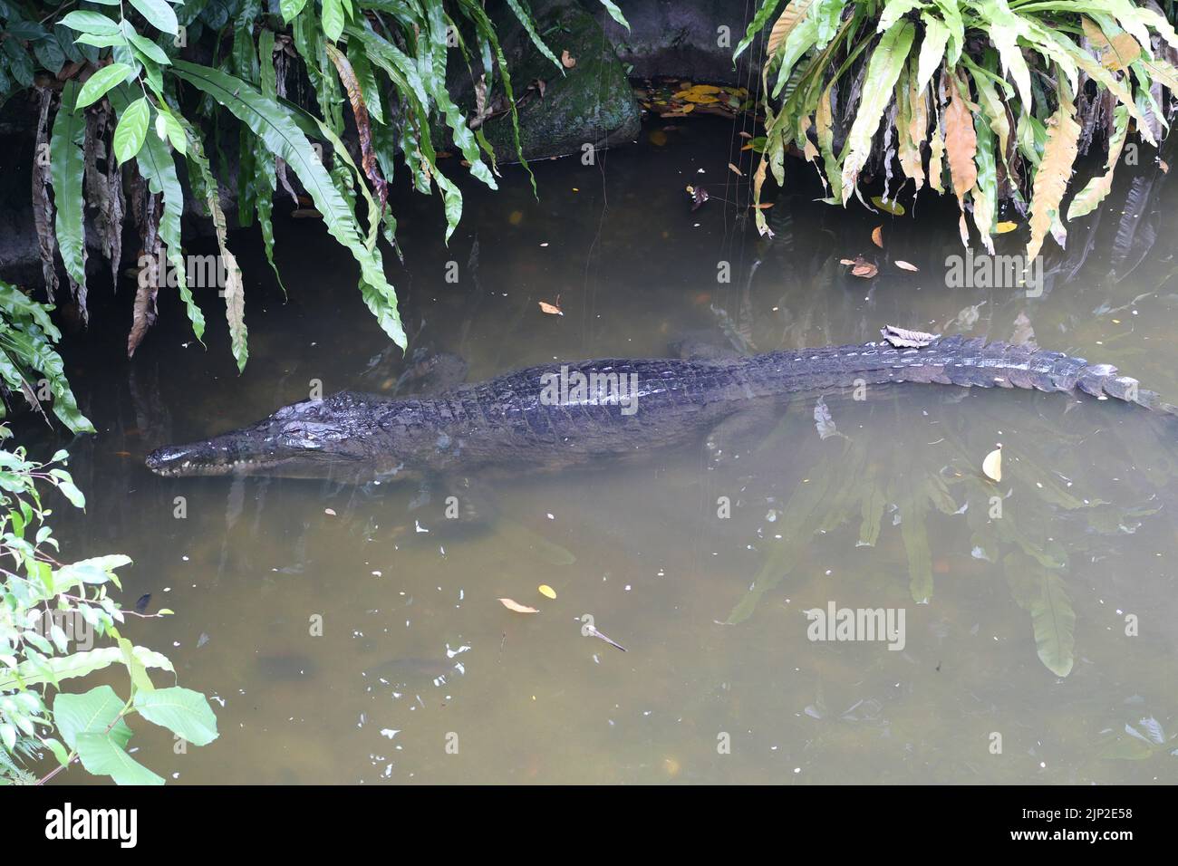 Crocodile swim on a lake Stock Photo - Alamy