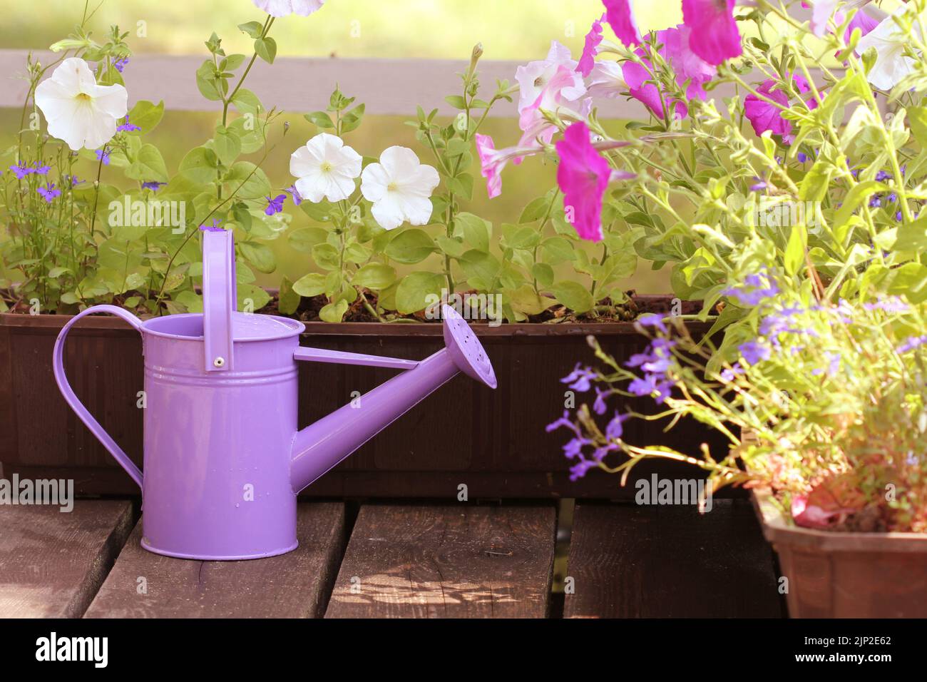 watering can, patio, Pot plants, watering cans, patios Stock Photo - Alamy