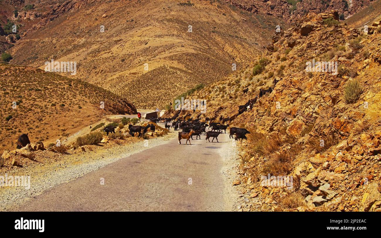 Beautiful scenery, dry arid Atlas mountains landscape, empty road with ...