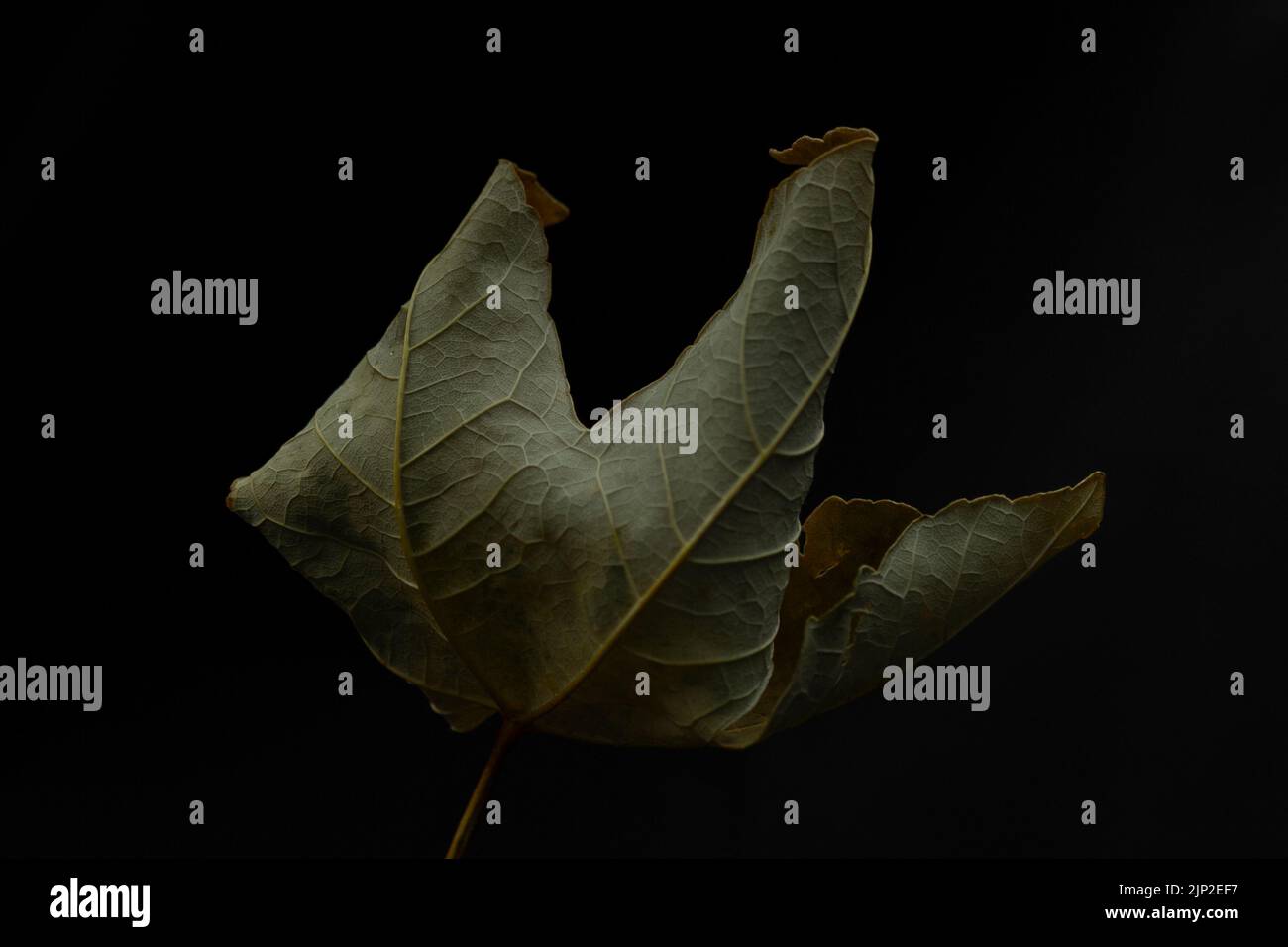 Feuille paripennee hi-res stock photography and images - Alamy