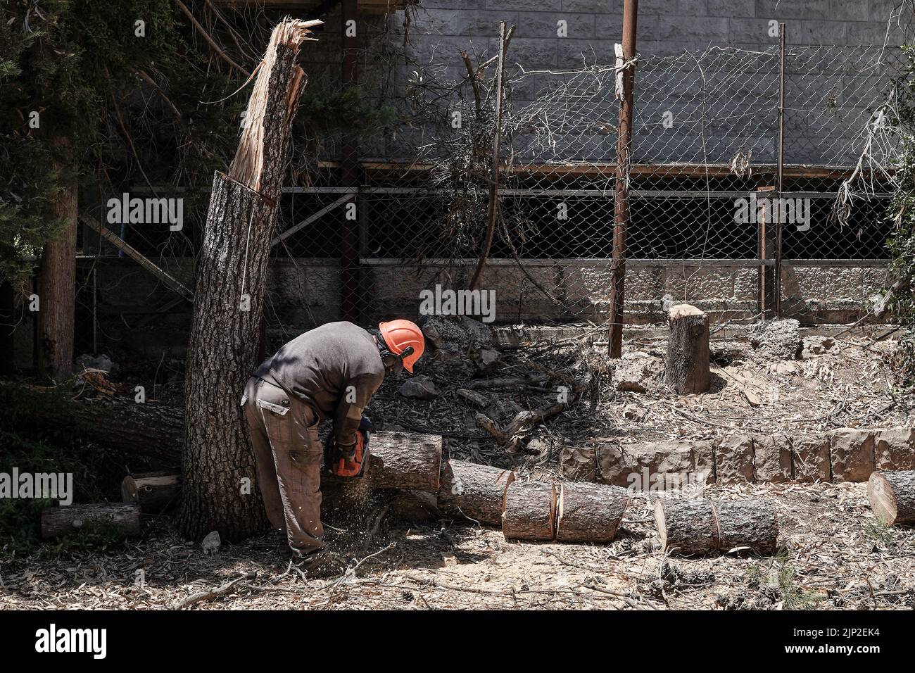 Felling a dead trees Stock Photo - Alamy
