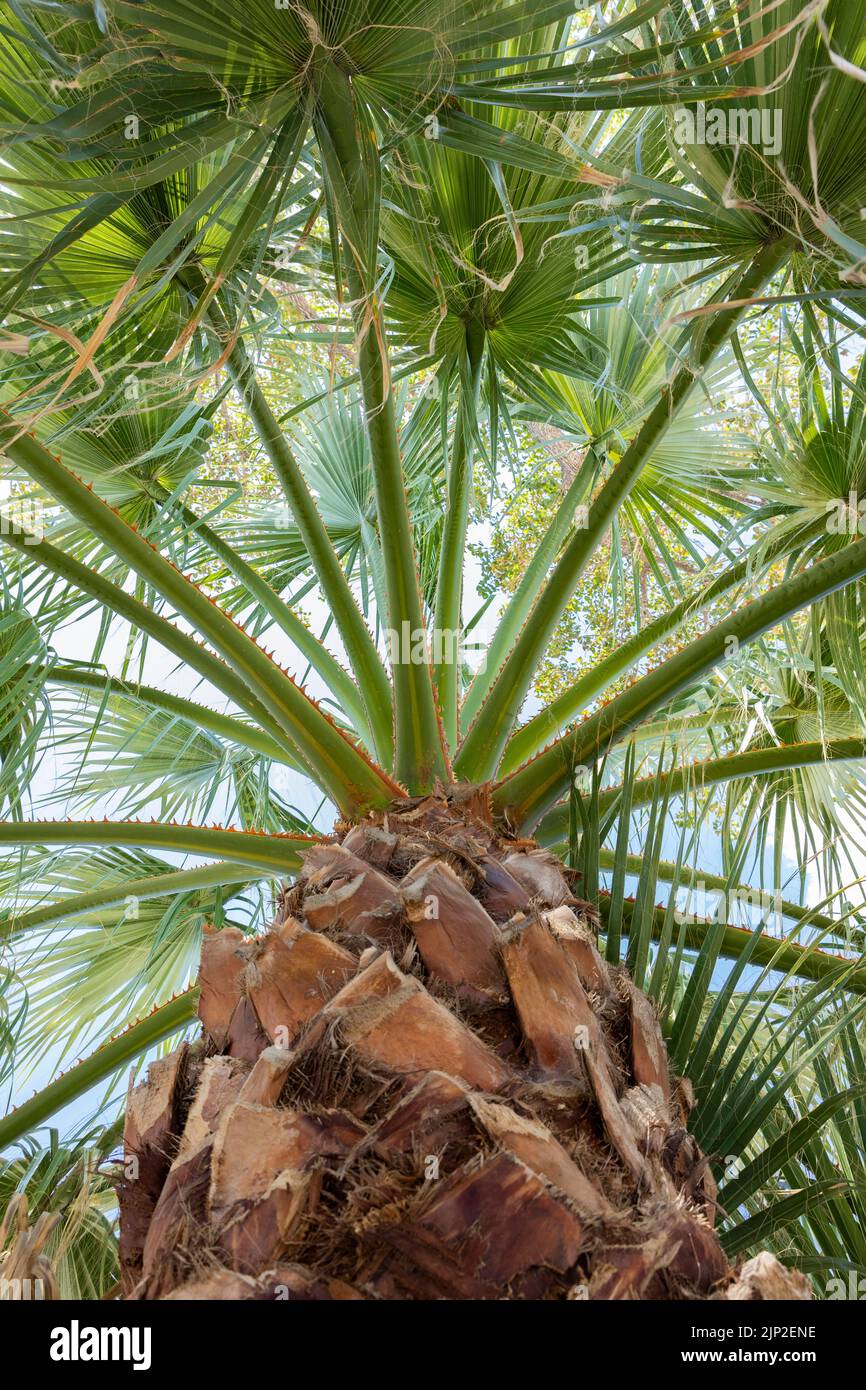Palm tree shot from the bottom up Stock Photo - Alamy