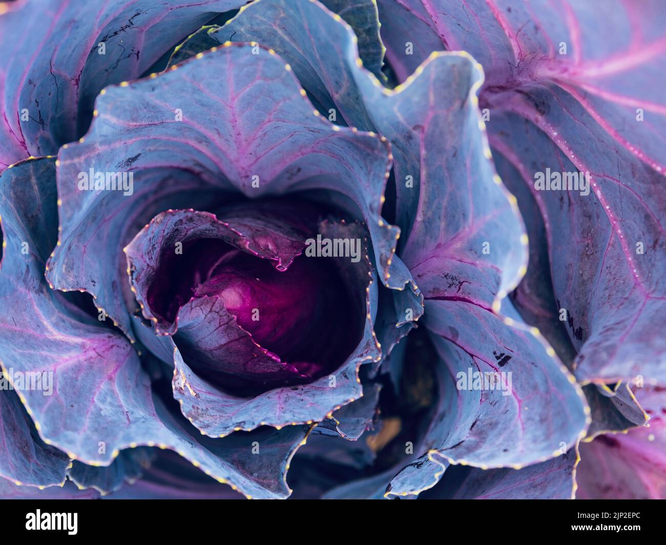 Cabbage rose wallpaper hi-res stock photography and images - Alamy