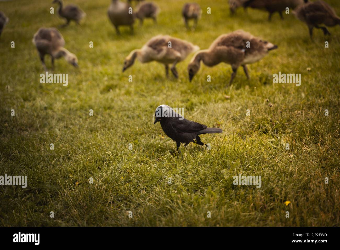 A view of a Crow in front of Canadian Goose ducklings in a field Stock ...