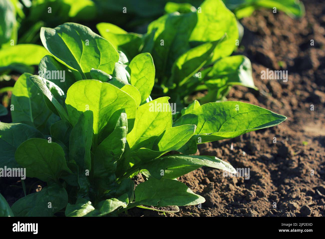 Spinach fields hi-res stock photography and images - Alamy