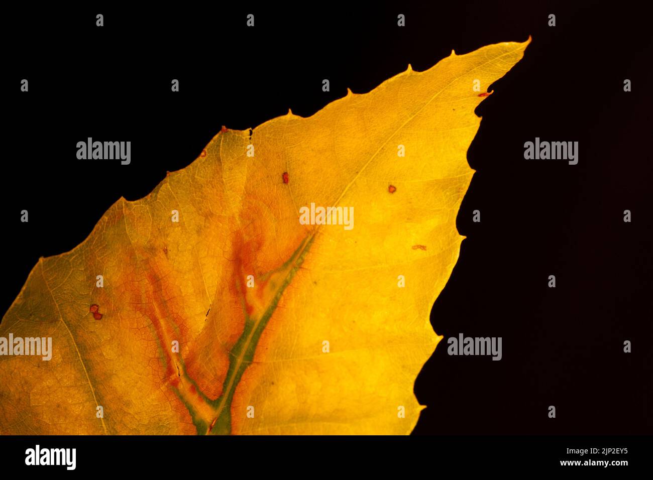 Feuille paripennee hi-res stock photography and images - Alamy