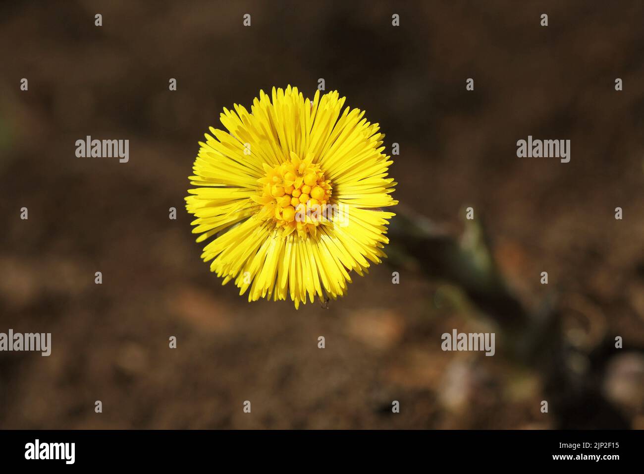 Coltsfoot hi-res stock photography and images - Alamy