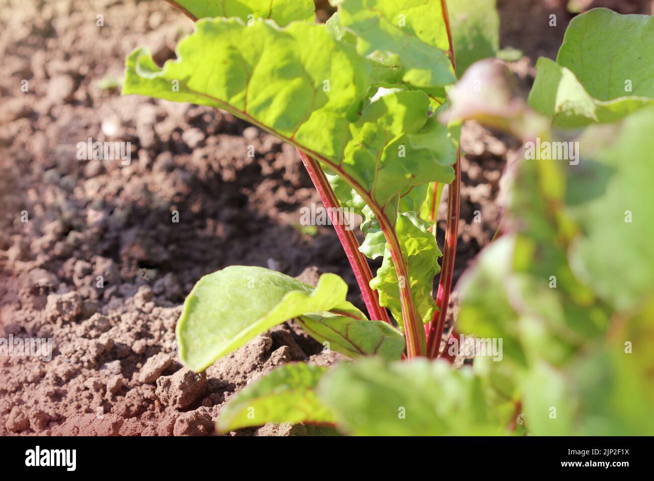 garden, bottom, seedling, beetroot, gardens, bottoms, sapling ...