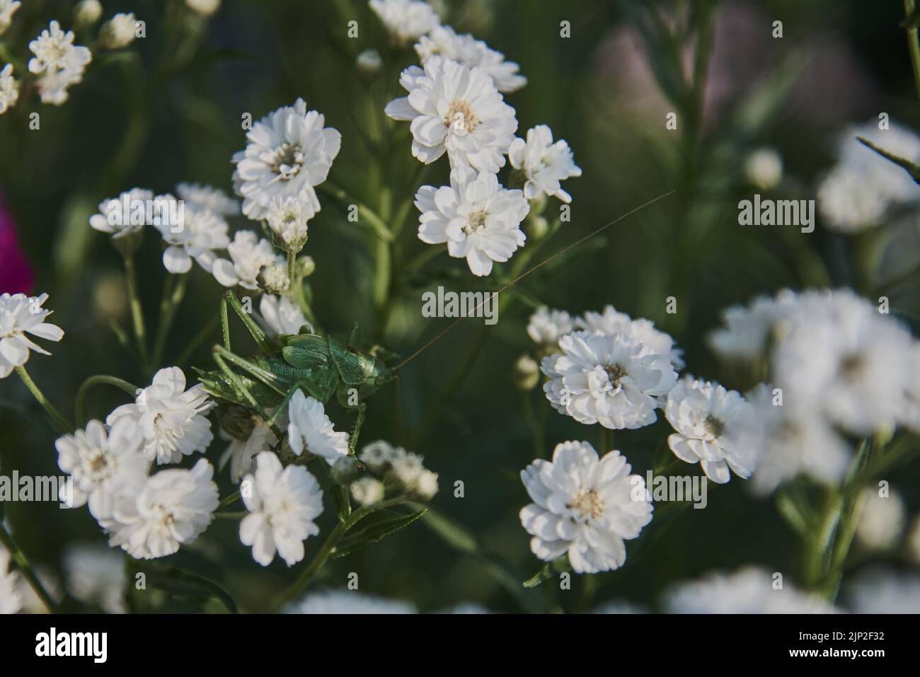 Locust migration hi-res stock photography and images - Alamy