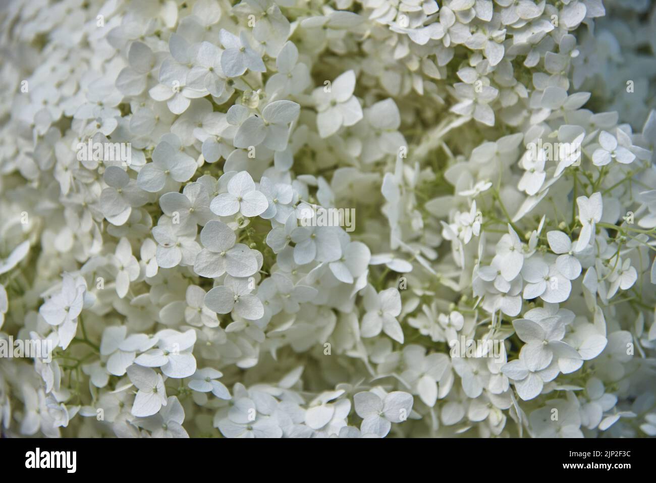 Full frame white hydrangea as a backdrop. Floral background, copy space ...