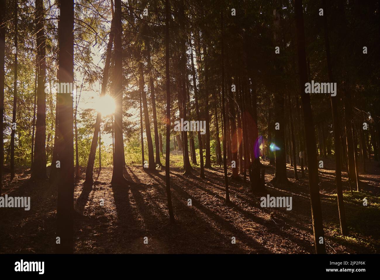 The rays of the sun shine through the trees in the forest Stock Photo ...