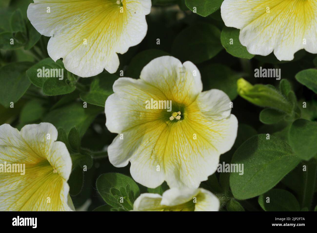blossom, petunia, blossoms, petunias Stock Photo - Alamy