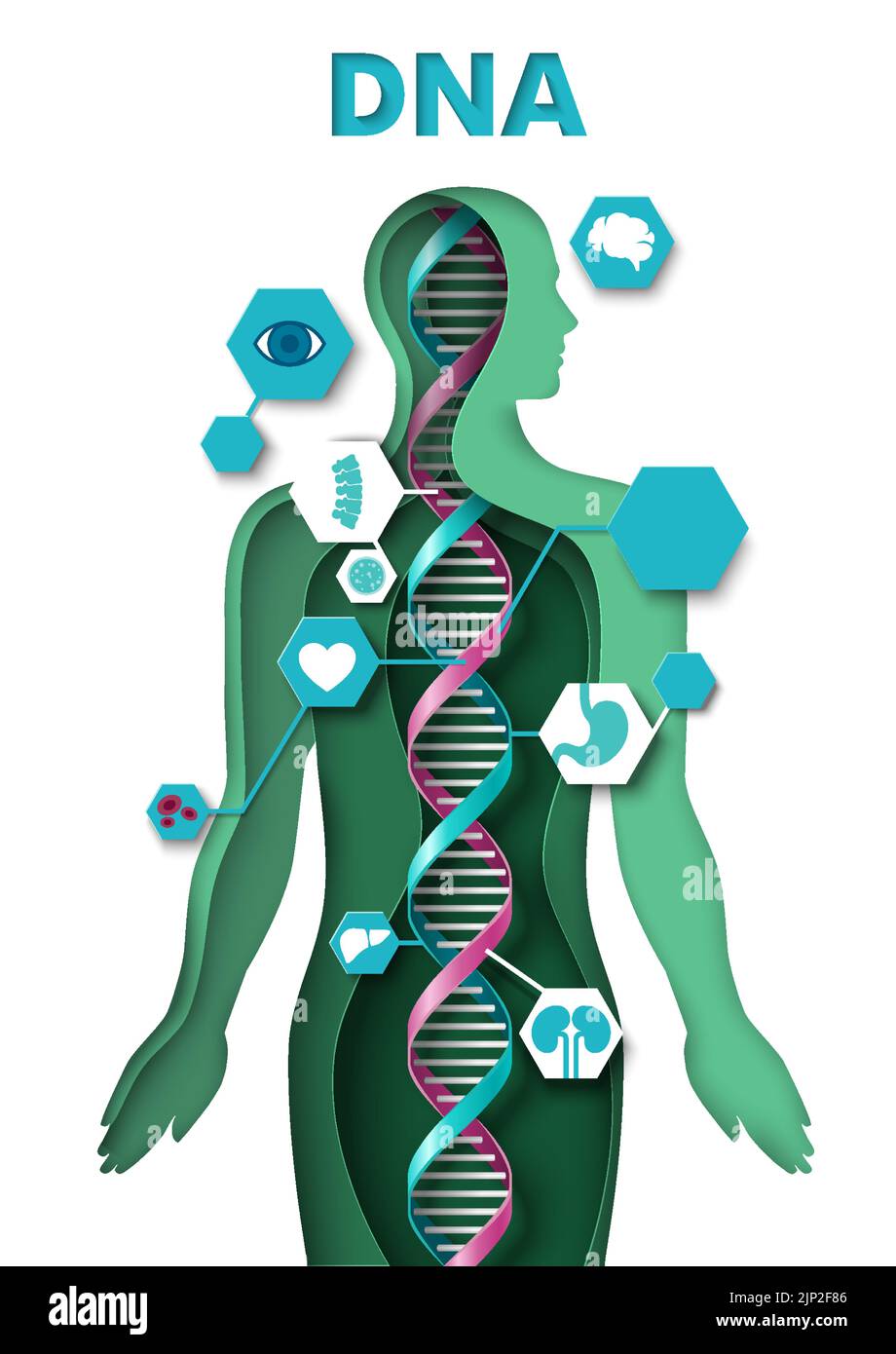 Human body and dna paper cut vector Stock Vector Image & Art - Alamy