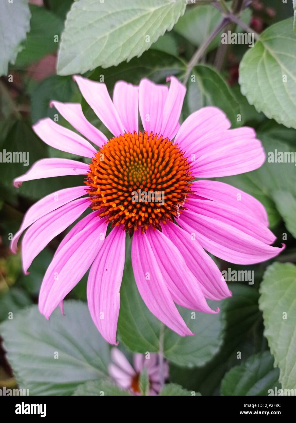 FLEUR DE FRANCE Stock Photo - Alamy