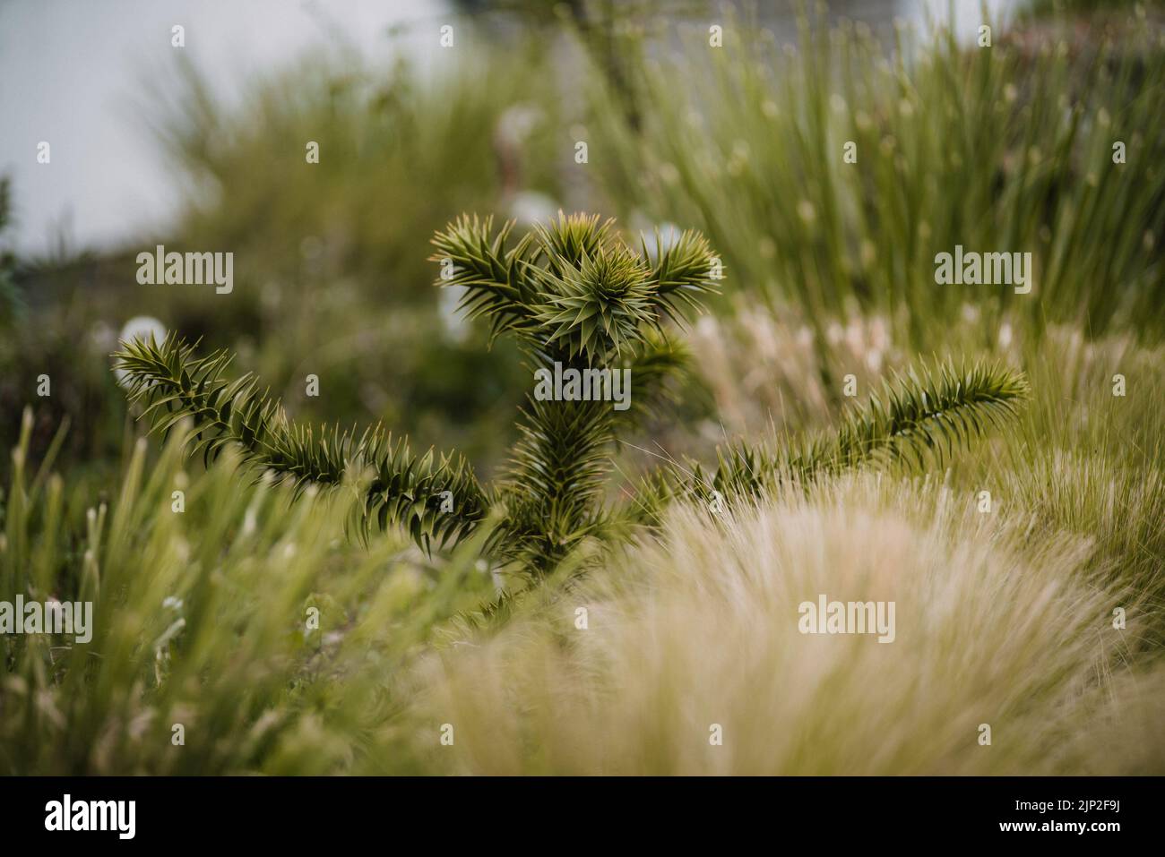 A close-up shot of Monkey puzzle tree growing in a field with boked ...