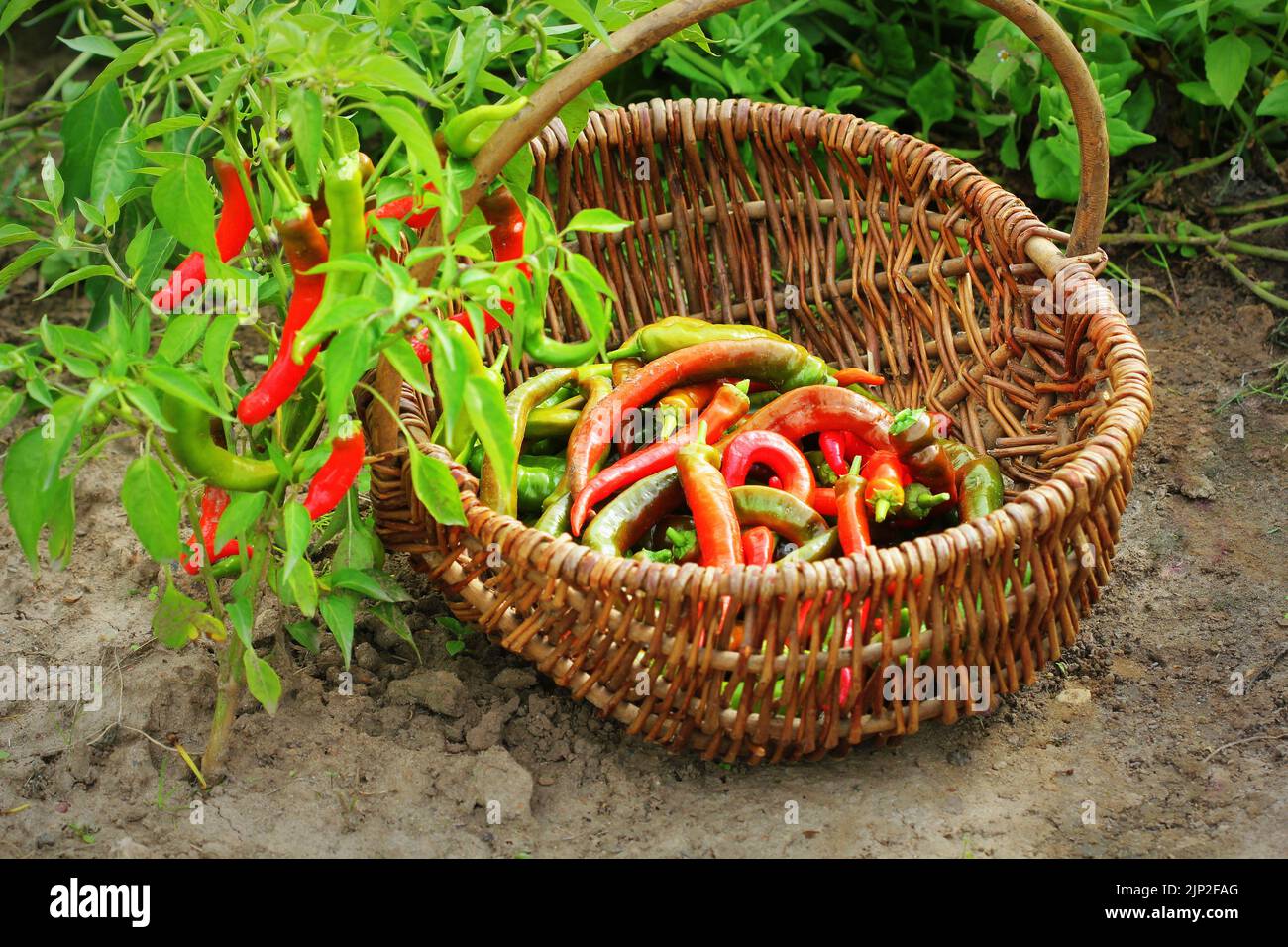 chili, harvest, Chili plant, harvests Stock Photo - Alamy