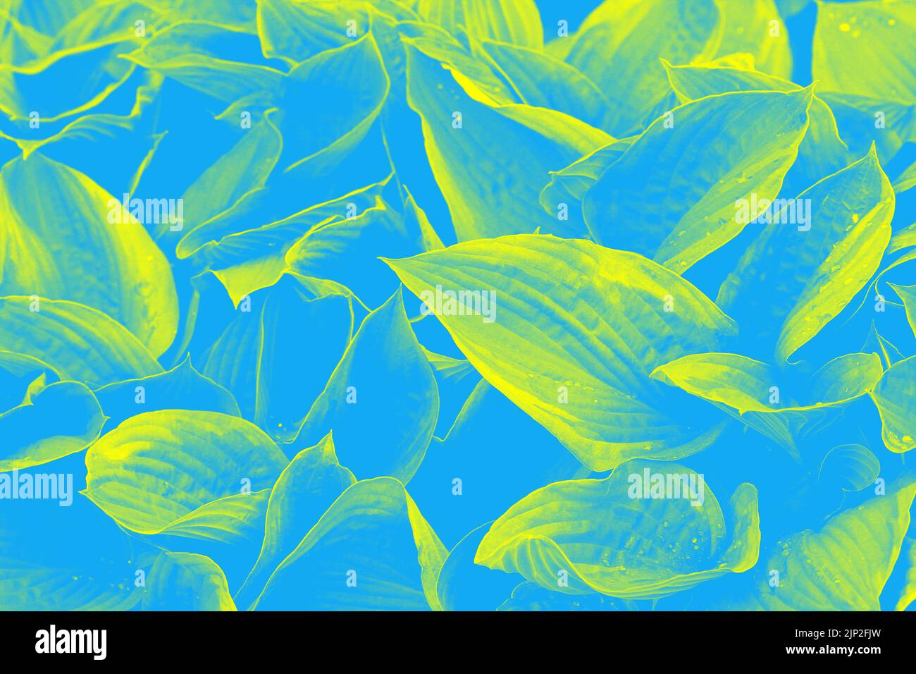 backgrounds, leaves, design, background, leaf, designs Stock Photo - Alamy