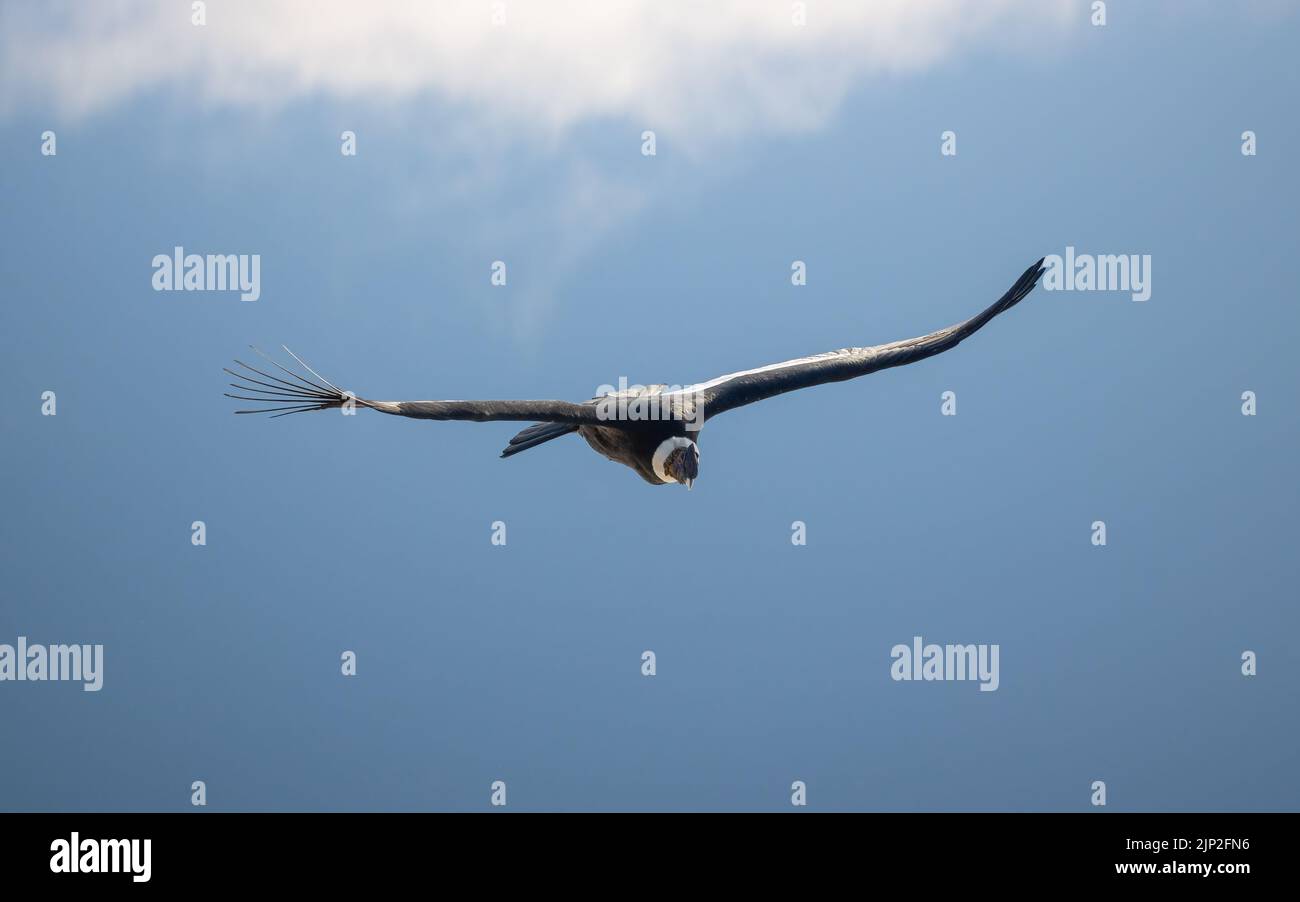 Condor attack hi-res stock photography and images - Alamy