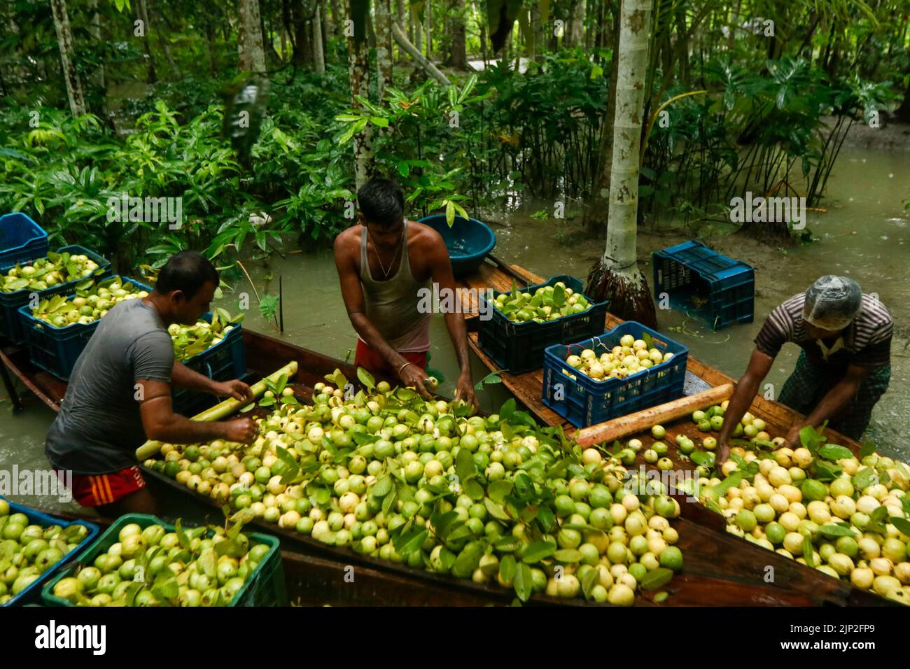 Dhaka, Dhaka, Bangladesh. 15th Aug, 2022. Retailer is collecting Guava from the farmers in ...
